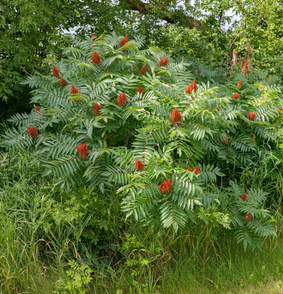 Rhus glabra - Deciduous,Ornamental Fruit - Smooth Sumac