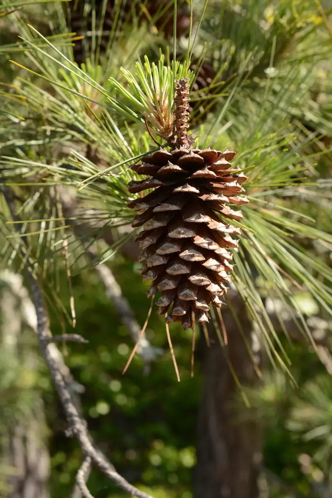 Pinus taeda - Common Bonsai,Conifer,Evergreen Leaves - Loblolly Pine