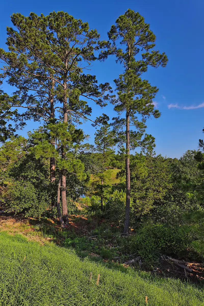 Pinus taeda - Common Bonsai,Conifer,Evergreen Leaves - Loblolly Pine