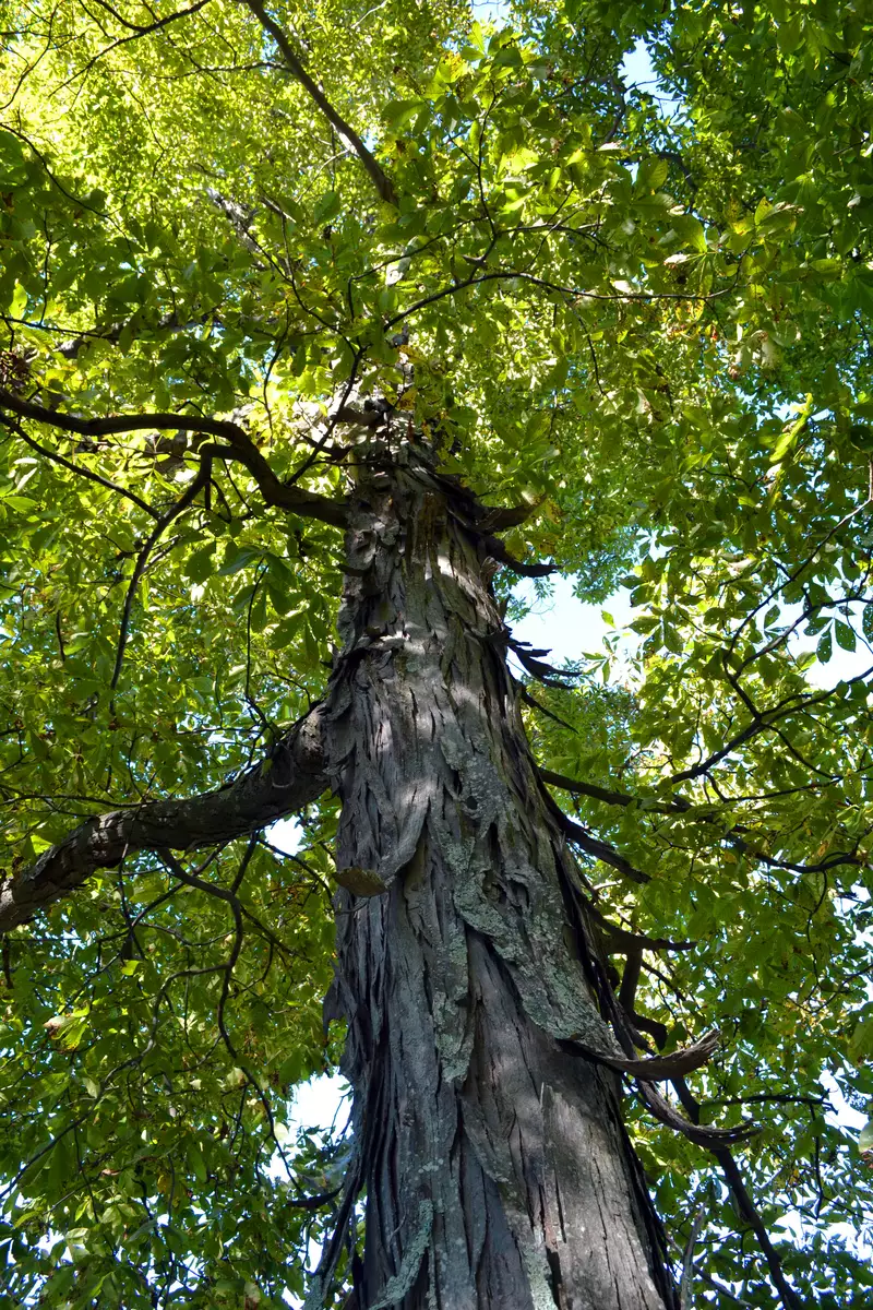 Carya ovata Southern - Deciduous,Hardwood,Shade Tree - Shagbark Hickory