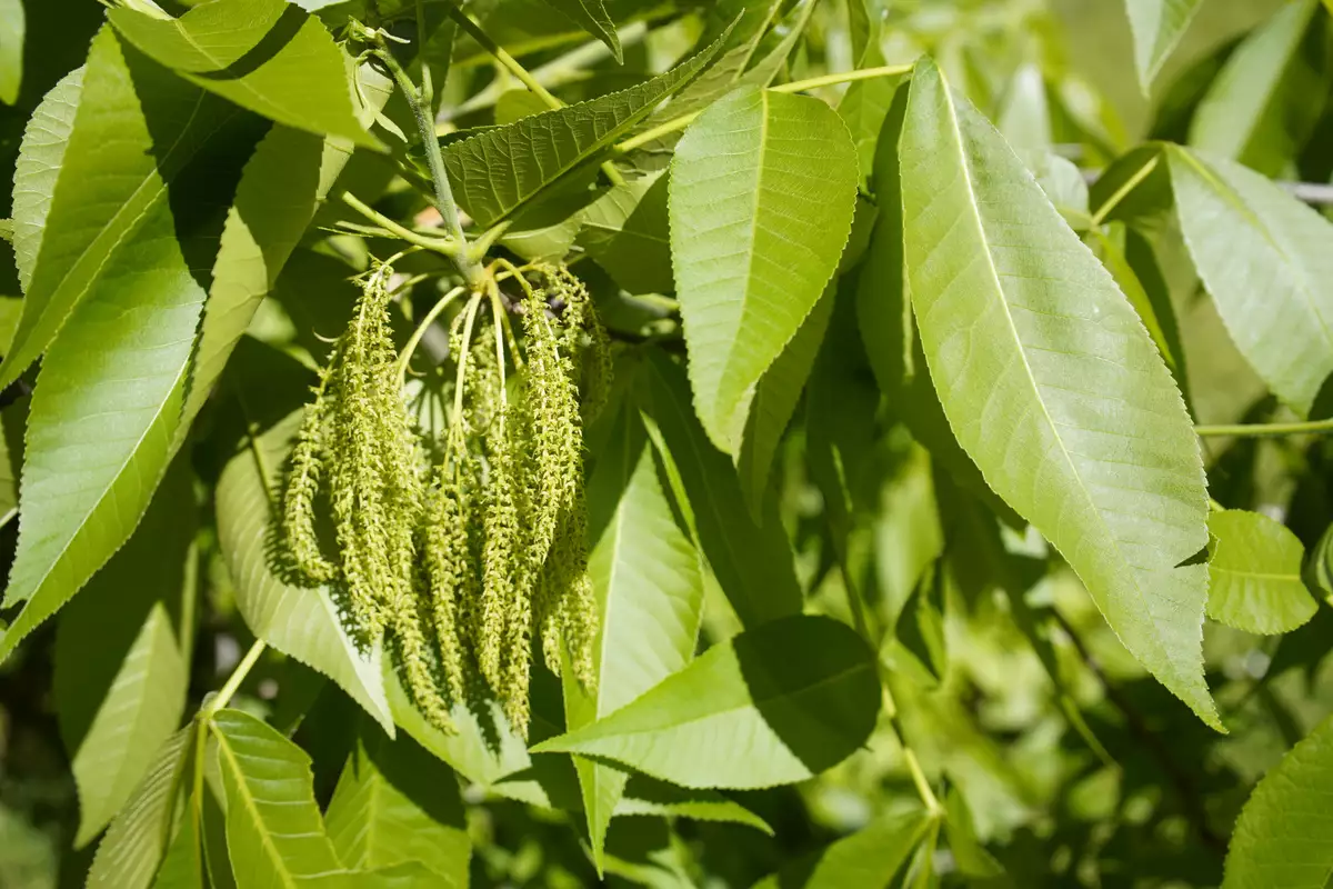 Carya ovata Southern - Deciduous,Hardwood,Shade Tree - Shagbark Hickory