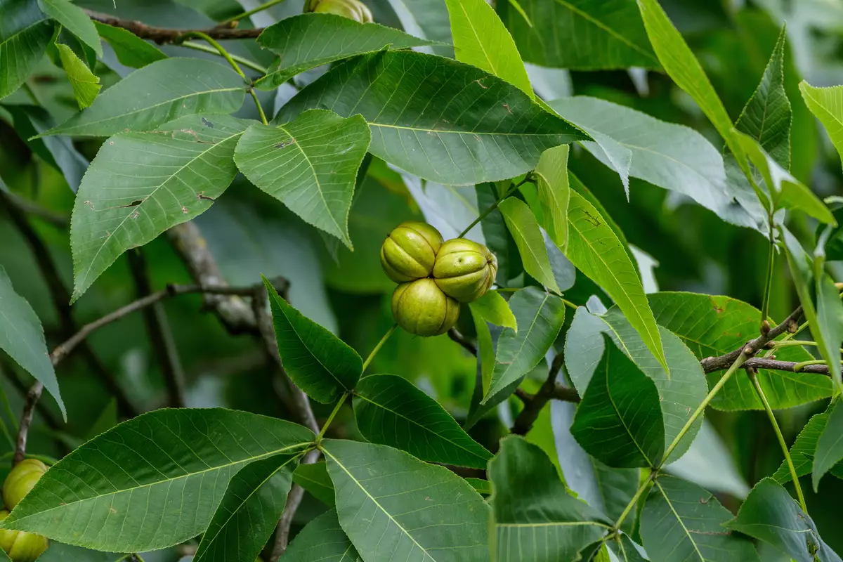 Carya ovata Southern - Deciduous,Hardwood,Shade Tree - Shagbark Hickory