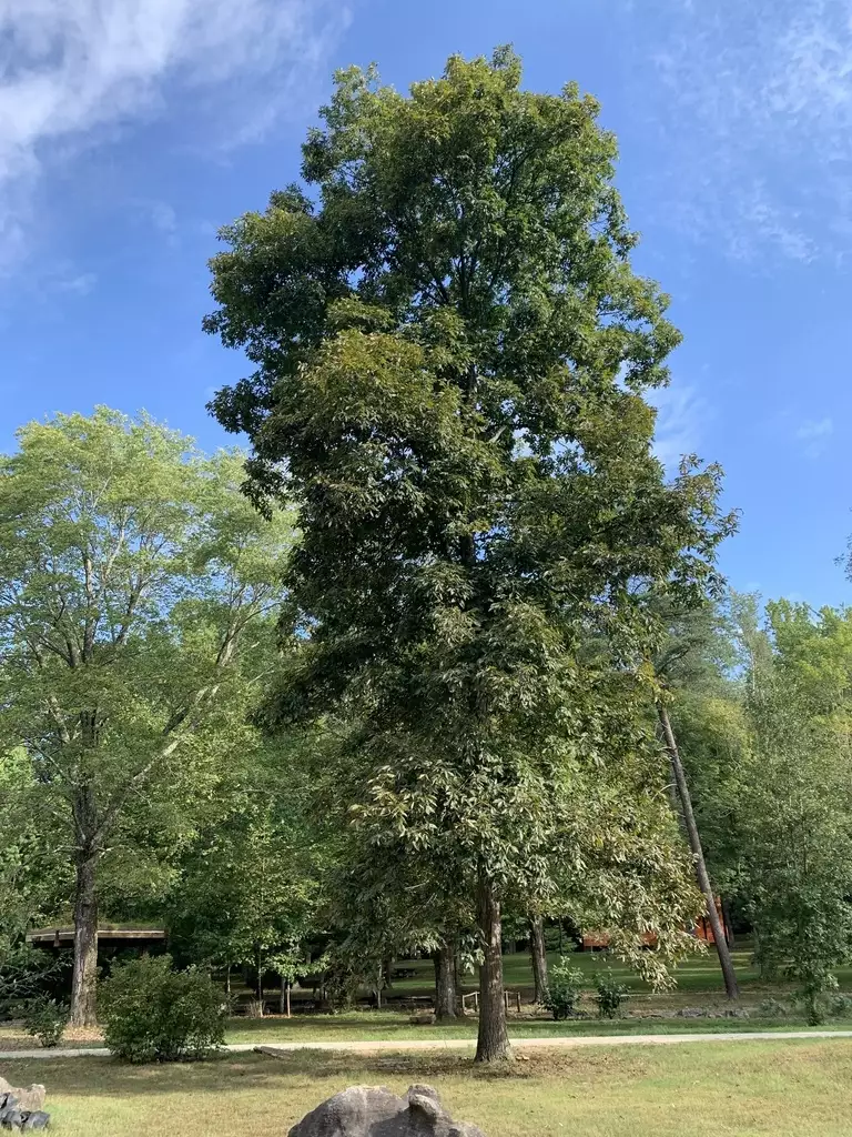 Carya ovata Southern - Deciduous,Hardwood,Shade Tree - Shagbark Hickory
