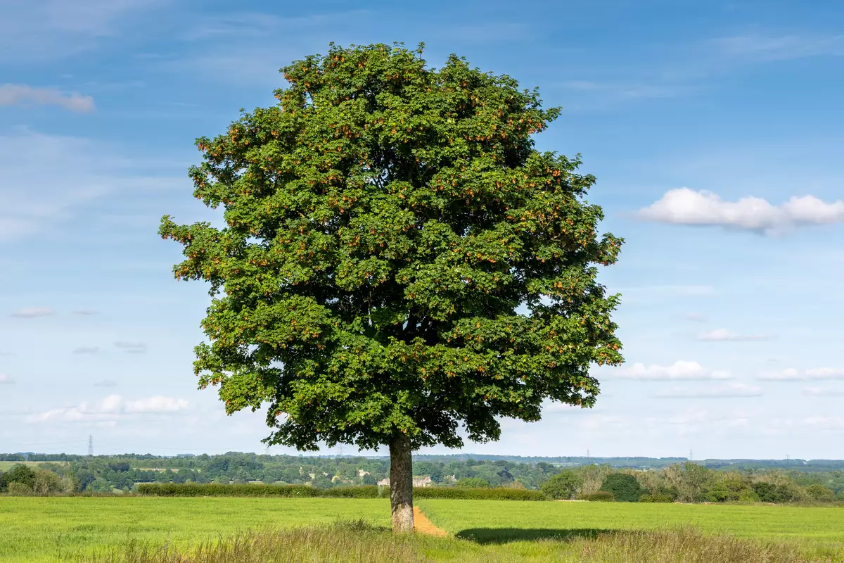 Acer campestre - Common Bonsai,Deciduous,Hardwood - Common Maple, Field ...
