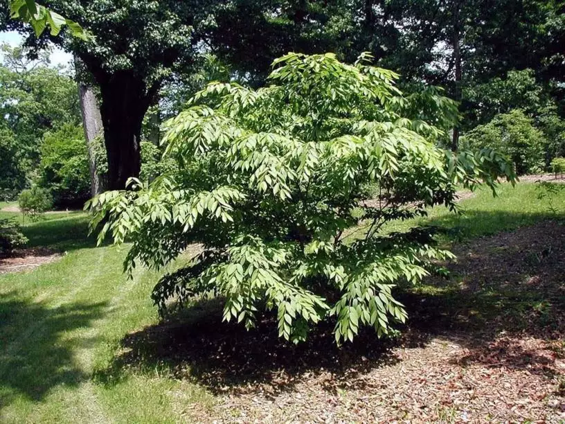 Acer carpinifolium - Common Bonsai,Hardwood - Hornbeam Maple, Zig-Zag Tree