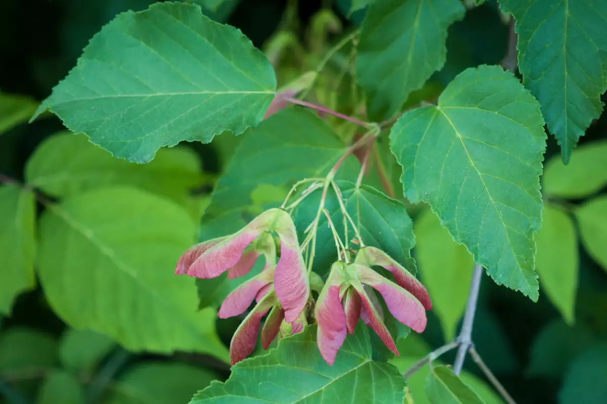 Acer davidii - Hardwood - Pere David's Maple, Snakebark Maple