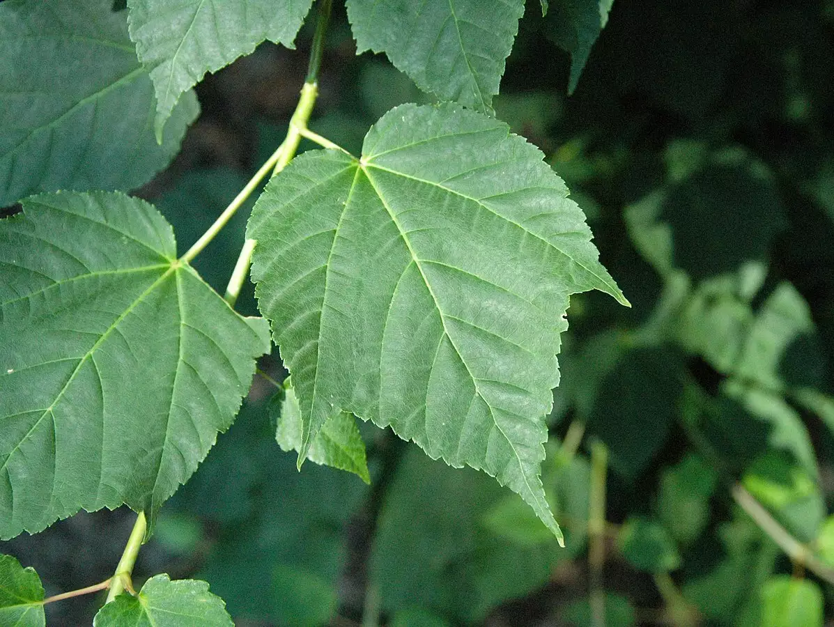 Acer davidii - Hardwood - Pere David's Maple, Snakebark Maple