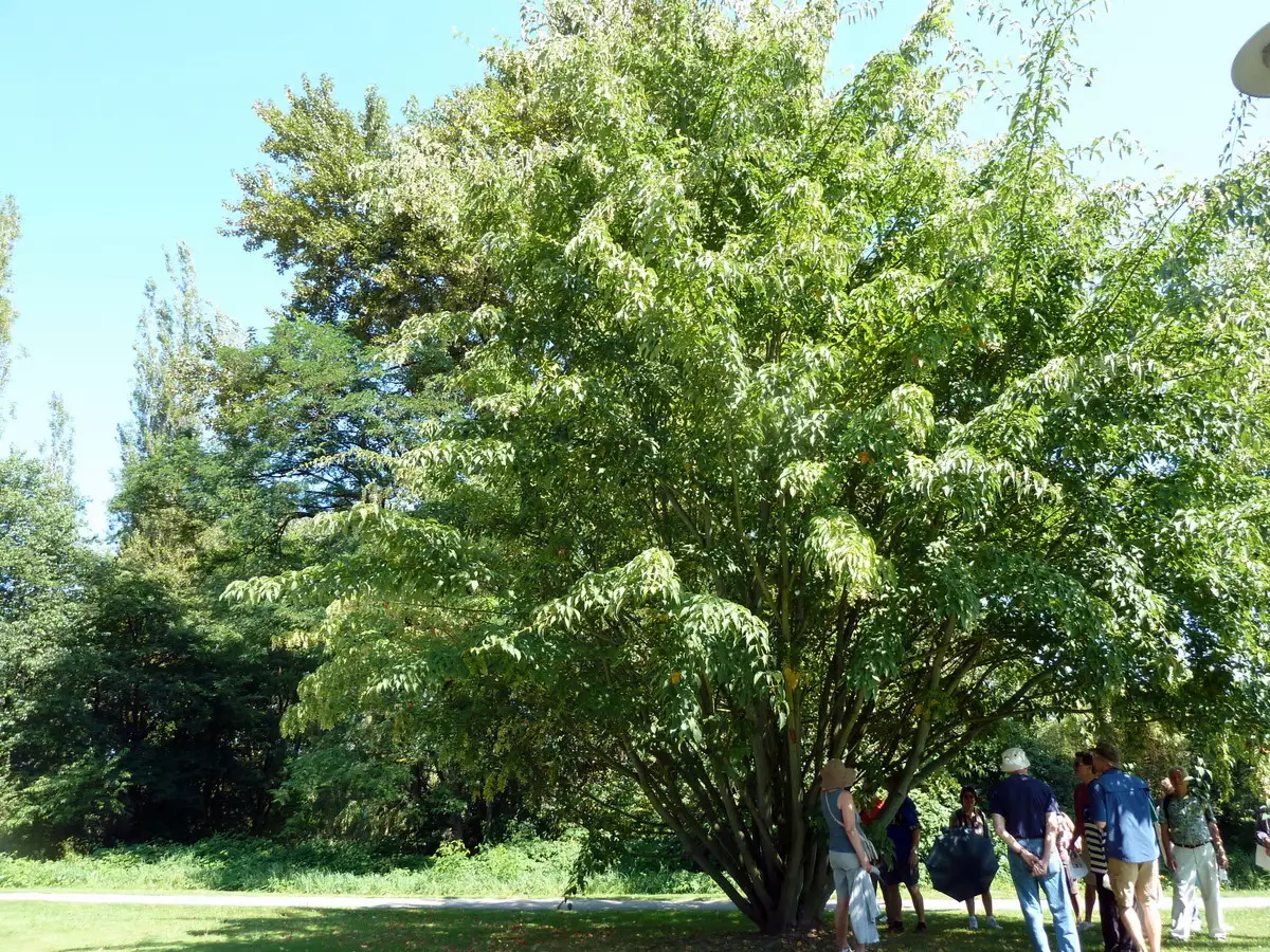 Acer davidii - Hardwood - Pere David's Maple, Snakebark Maple