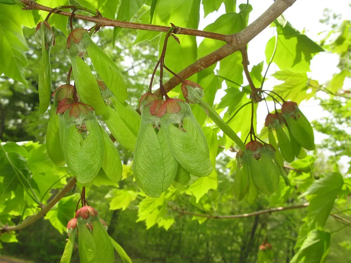Acer diabolicum - Hardwood - Devil Maple, Horned Maple
