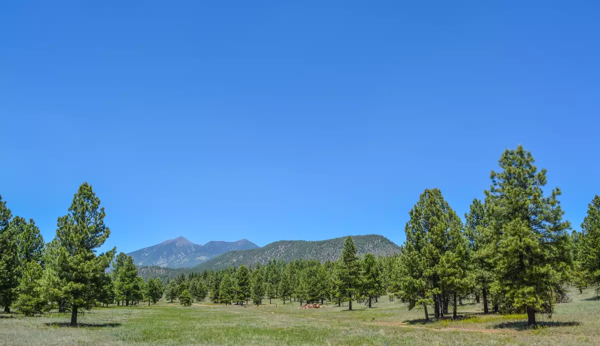 Pinus arizonica - Conifer,Tree,Web page Navigation - Arizona Pine