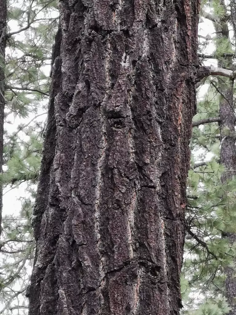 Pinus arizonica - Conifer,Tree,Web page Navigation - Arizona Pine