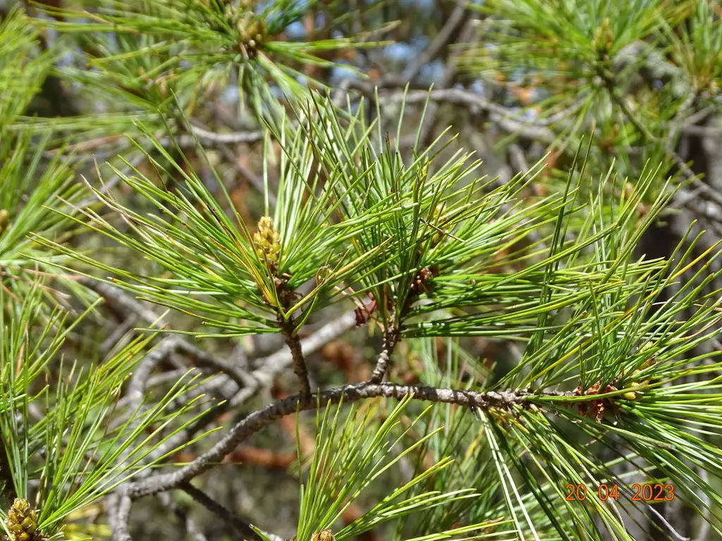 Pinus arizonica - Conifer,Tree,Web page Navigation - Arizona Pine
