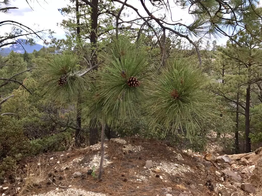 Pinus arizonica - Conifer,Tree,Web page Navigation - Arizona Pine
