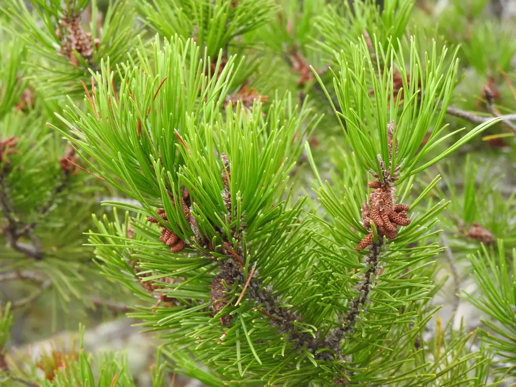 Pinus contorta var. contorta - Common Bonsai,Conifer - Beach Pine ...