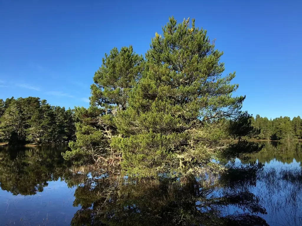 Pinus contorta var. contorta - Common Bonsai,Conifer - Beach Pine ...
