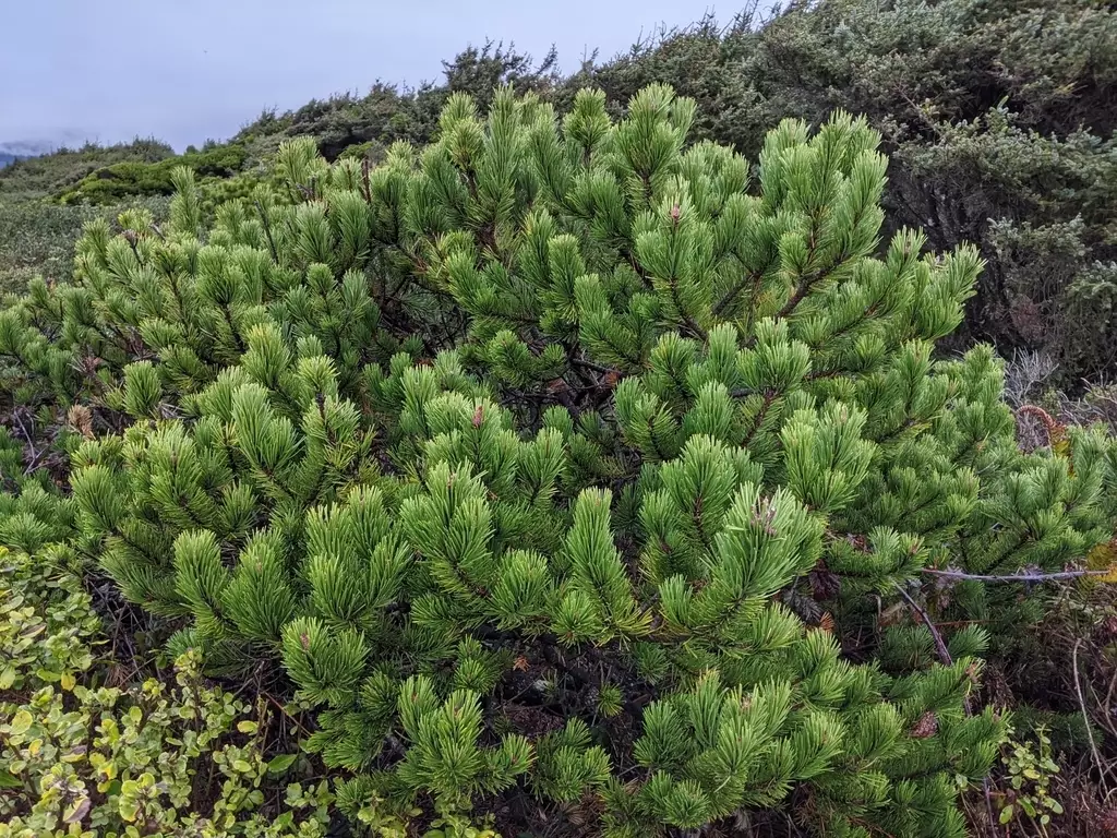 Pinus contorta var. contorta - Common Bonsai,Conifer - Beach Pine ...