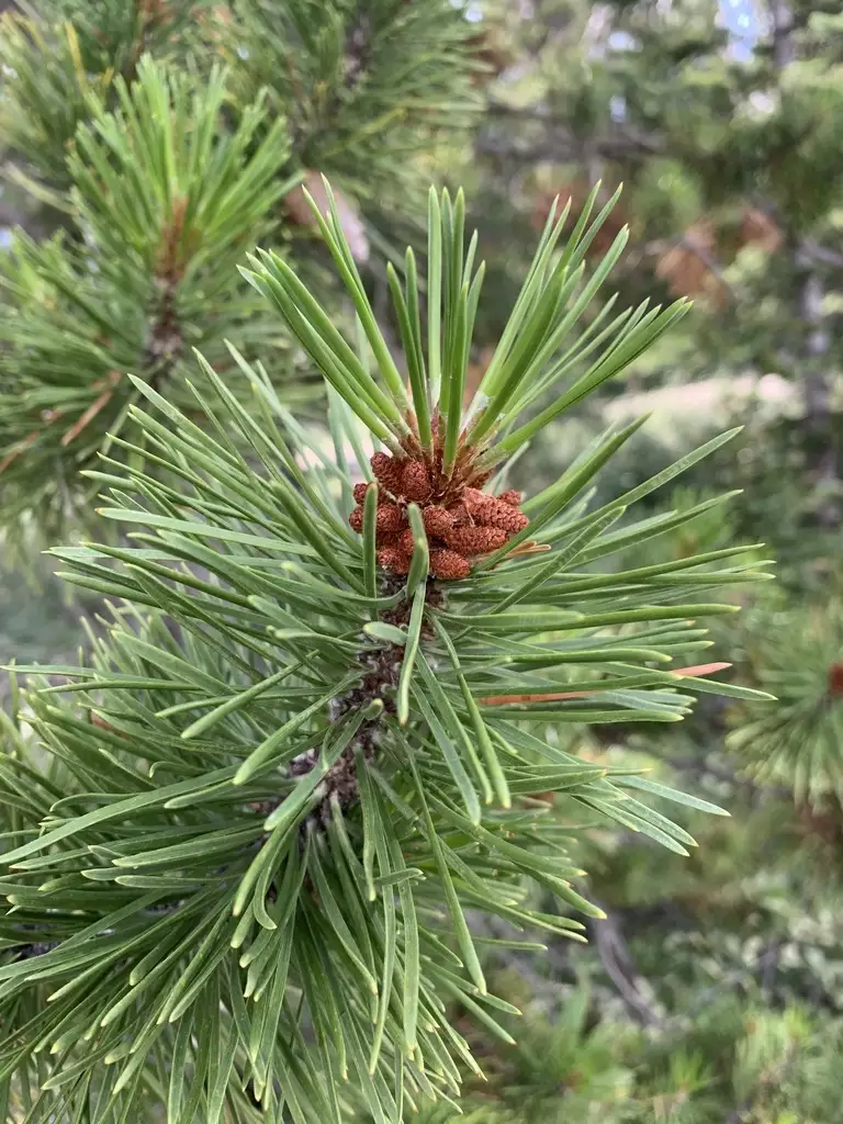 Pinus contorta var. latifolia - Common Bonsai,Conifer - Interior ...