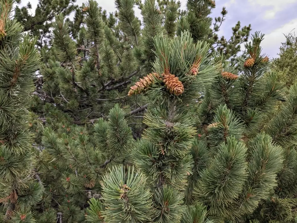 Pinus flexilis - Common Bonsai,Conifer - Limber Pine, Rocky Mountain ...