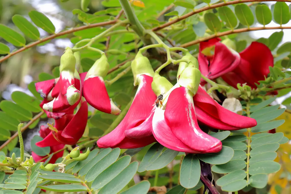 Sesbania grandiflora - Edible Fruit/Nuts,Flowering Tree,Fruits ...