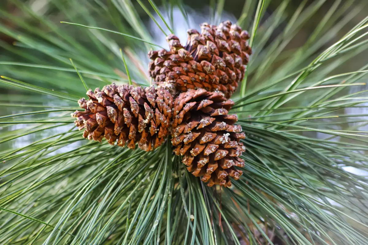Pinus ponderosa ssp. ponderosa - Conifer - North Plateau Ponderosa Pine ...