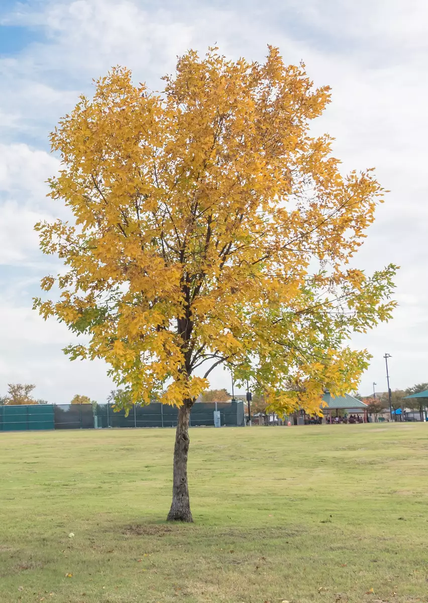 Ulmus crassifolia - Common Bonsai,Deciduous - Cedar Elm