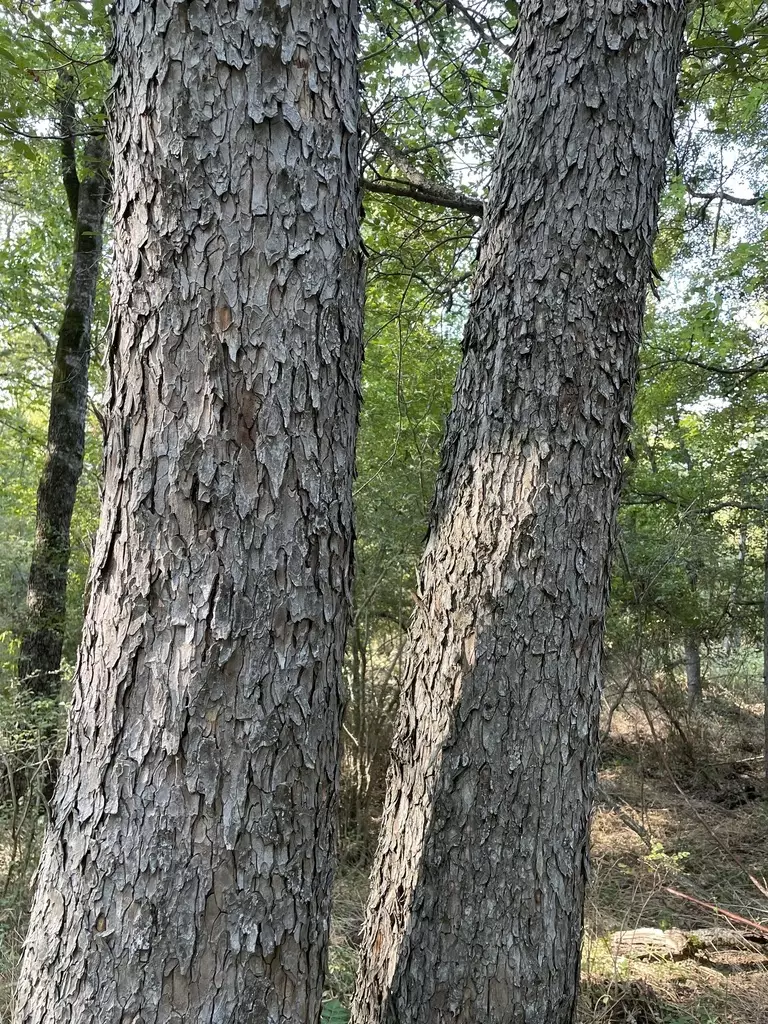 Ulmus crassifolia - Common Bonsai,Deciduous - Cedar Elm