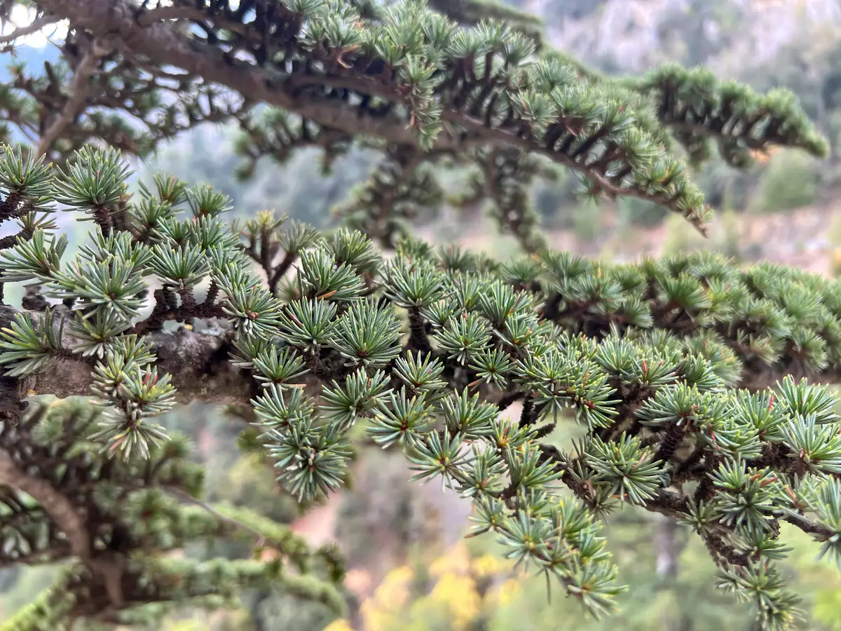 Cedrus libani - Common Bonsai,Conifer,Medicinal Herbs - Cedar Of ...