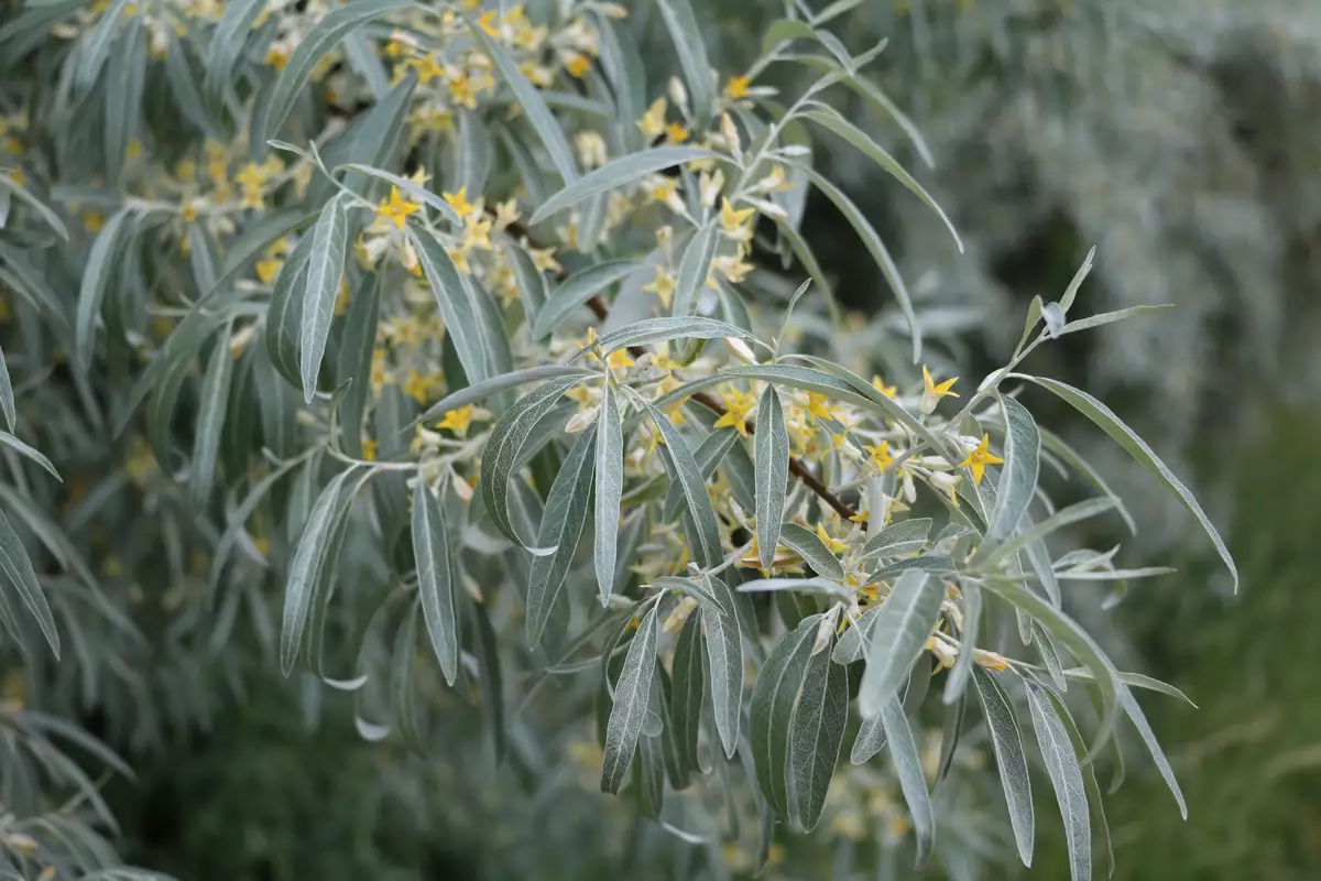 Elaeagnus angustifolia - Shrub - Russian Olive