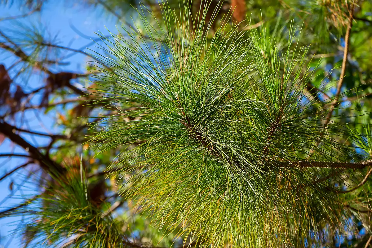 Pinus kesiya - Conifer,Evergreen Leaves,Tree,Web page Navigation ...