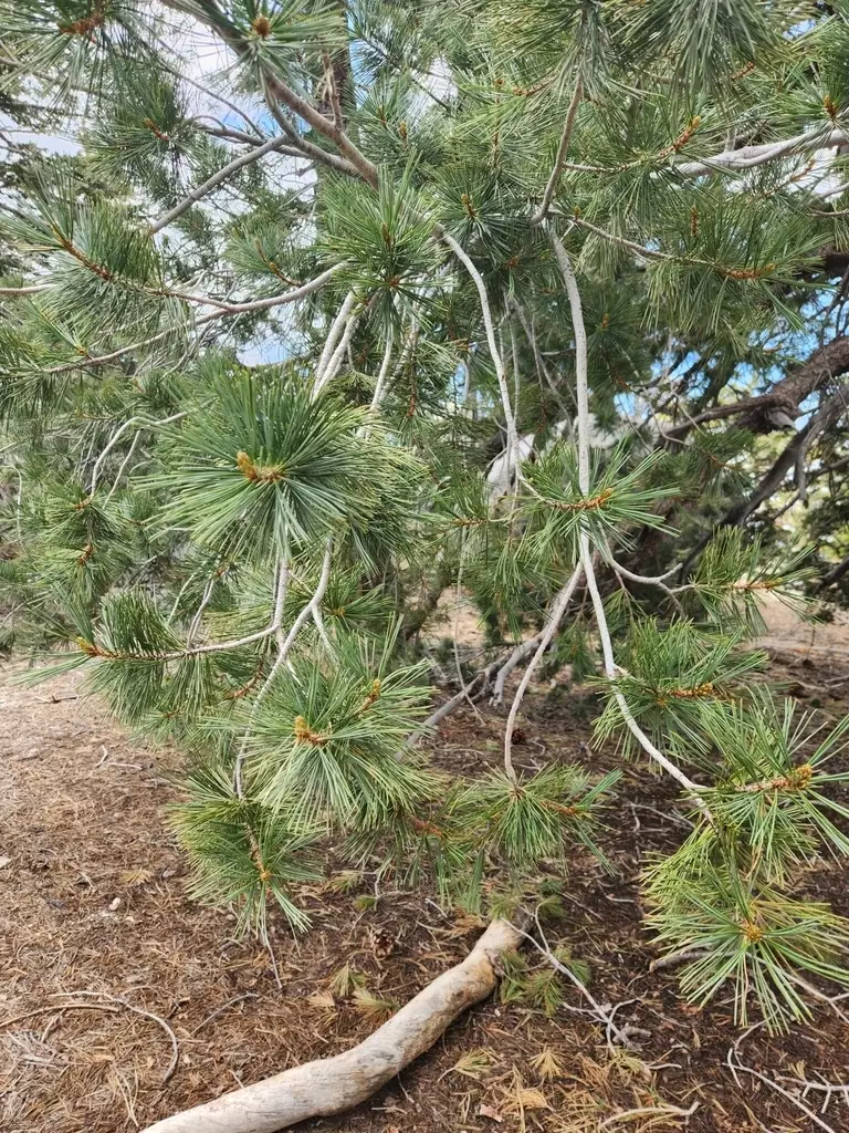 Pinus lambertiana - Common Bonsai,Conifer,Tree,Web page Navigation ...