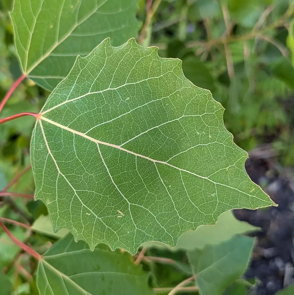 Populus grandidentata - Deciduous,Tree,Web page Navigation - Bigtooth Aspen