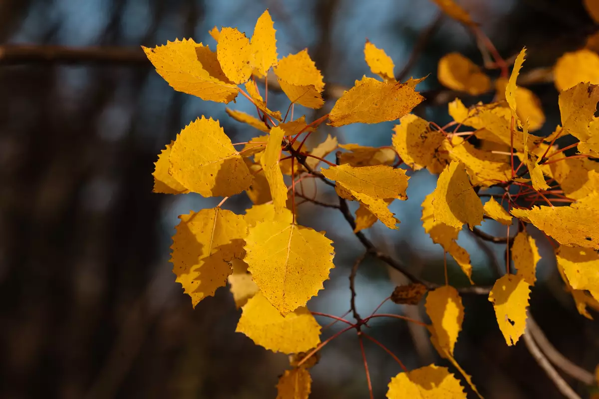 Populus grandidentata - Deciduous,Tree,Web page Navigation - Bigtooth Aspen