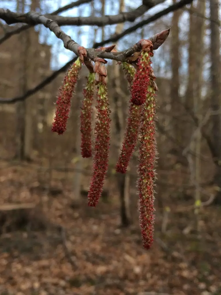 Populus grandidentata - Deciduous,Tree,Web page Navigation - Bigtooth Aspen