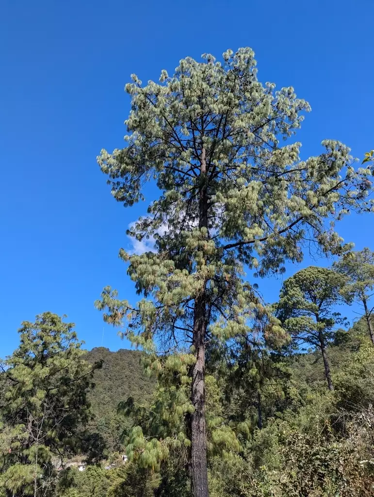 Pinus oocarpa - Conifer - Egg-cone Pine, Mexican Yellow Pine, Ocote ...
