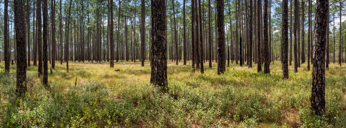 Pinus palustris Montane - Conifer,Tree,Web page Navigation - Longleaf ...