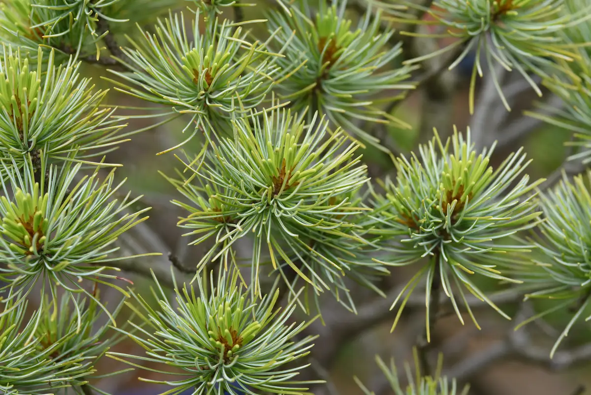 Pinus parviflora - Common Bonsai,Conifer - Five-needle Pine, Japanese ...