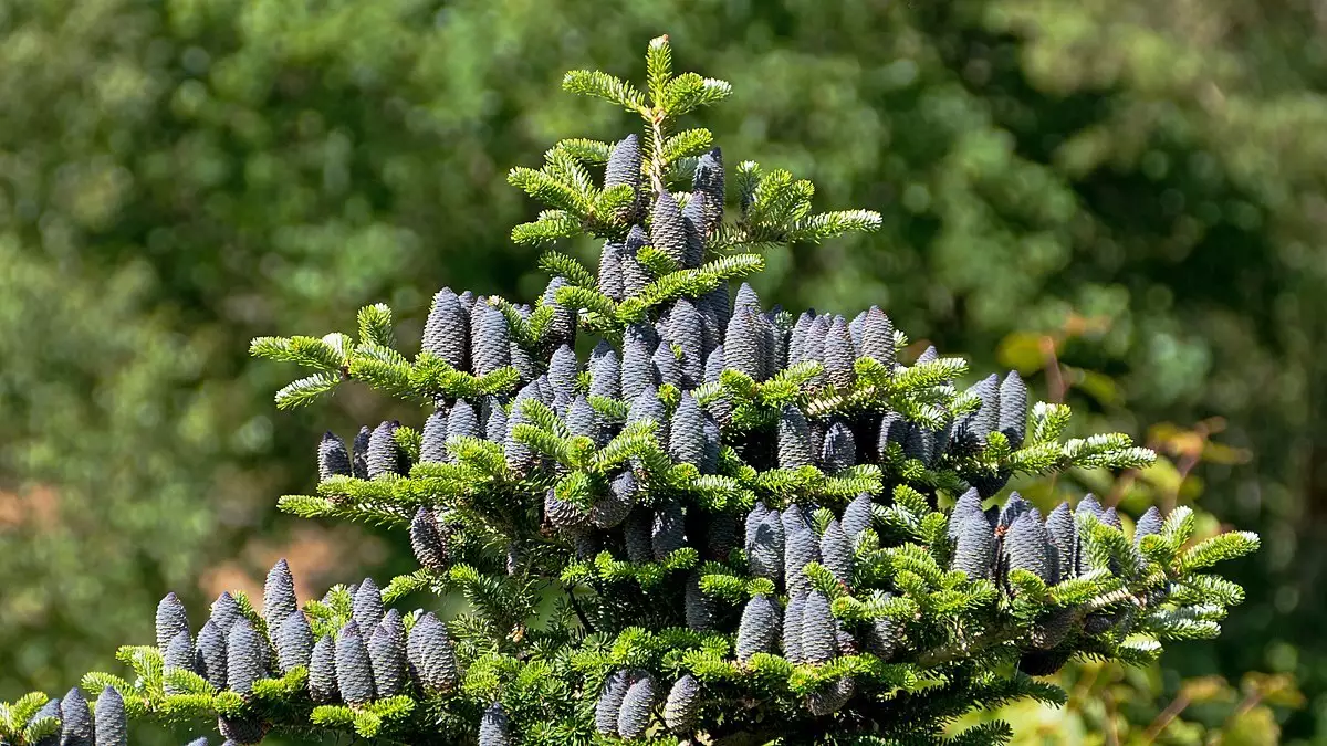 Abies koreana - Conifer,Tree,Web page Navigation - Korean Fir