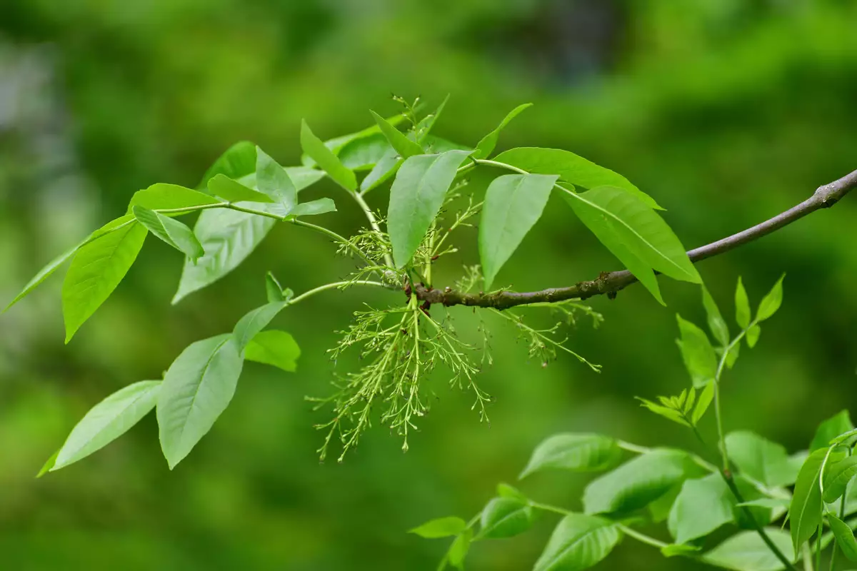 Fraxinus pennsylvanica - Deciduous,Hardwood,Shade Tree - Green Ash ...