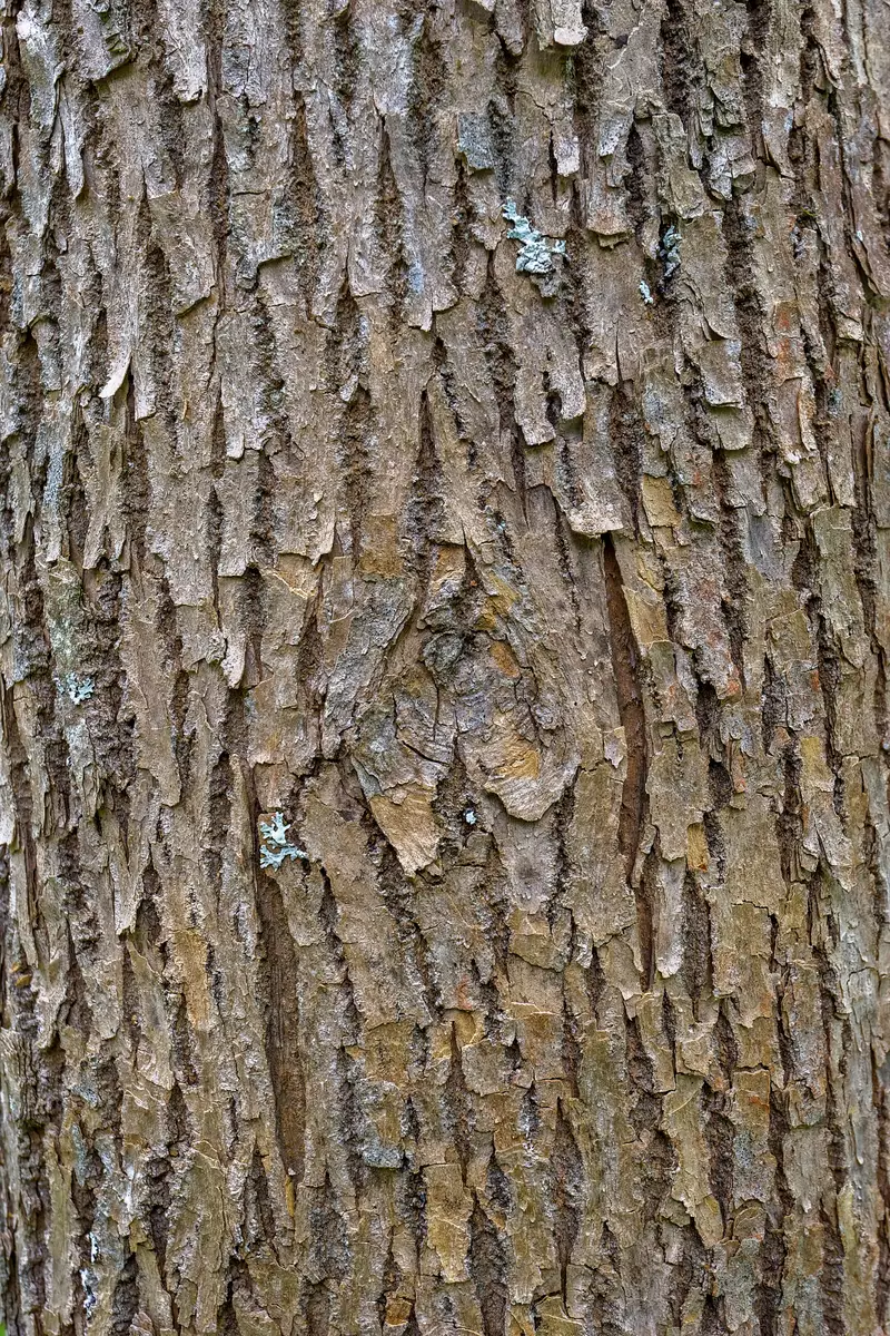 Fraxinus pennsylvanica - Deciduous,Hardwood,Shade Tree - Green Ash ...