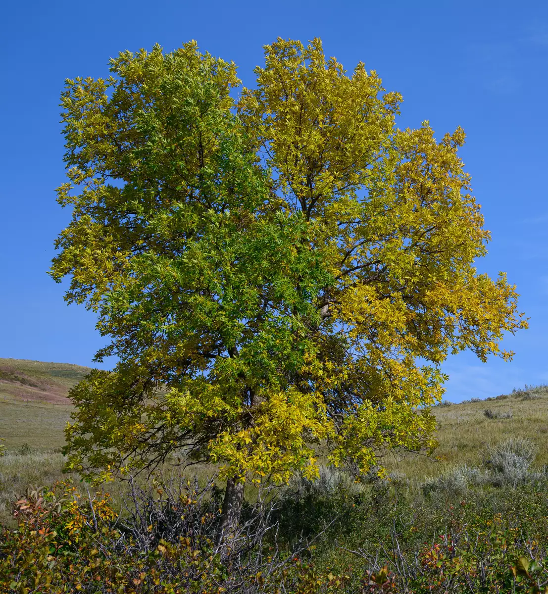 Fraxinus pennsylvanica - Deciduous,Hardwood,Shade Tree - Green Ash ...