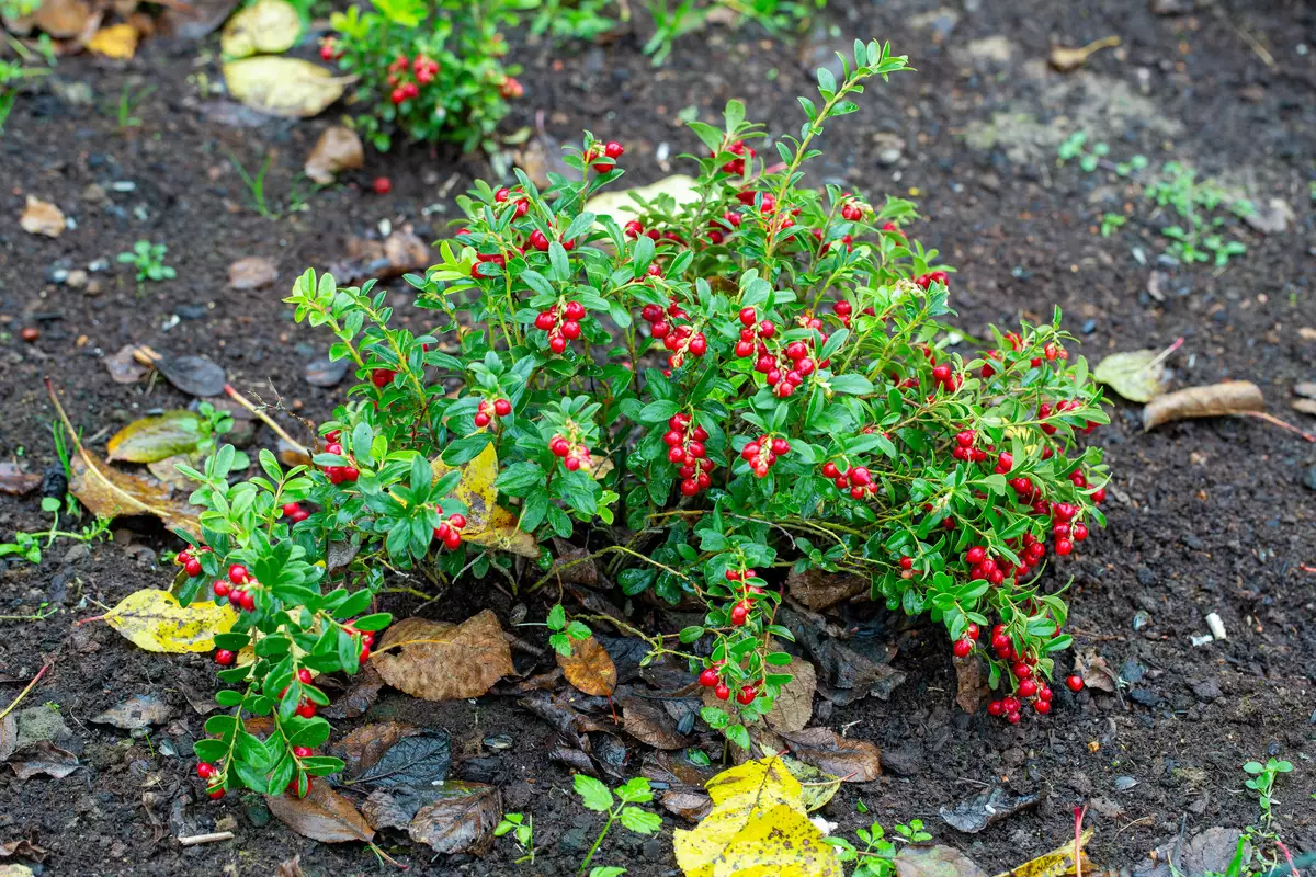 Vaccinium vitis-idaea - Shrub - Cowberry, Foxberry, Lingonberry ...