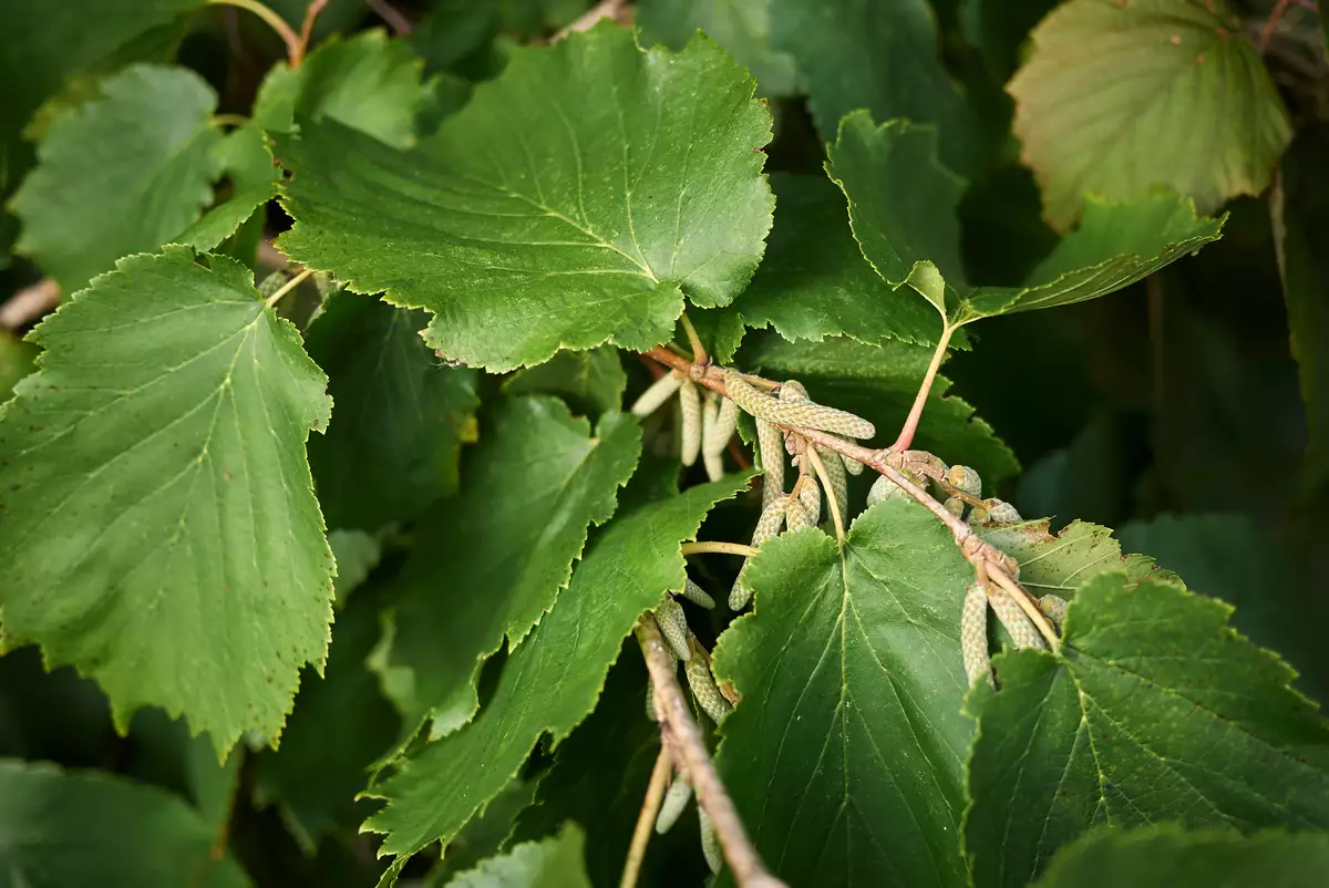 Corylus colurna - Deciduous - Turkish Filbert, Turkish Hazelnut