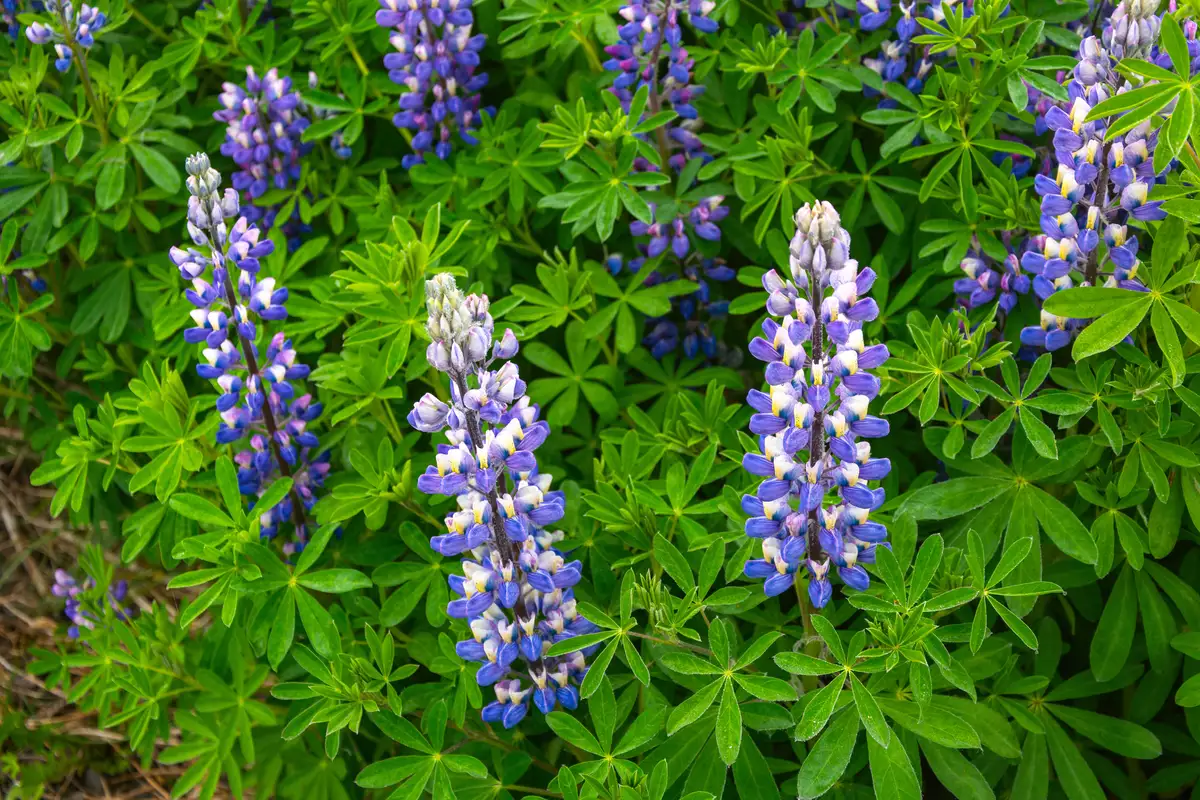 Lupinus polyphyllus - Herbaceous Plants,Perennial,Wildflowers - Big ...