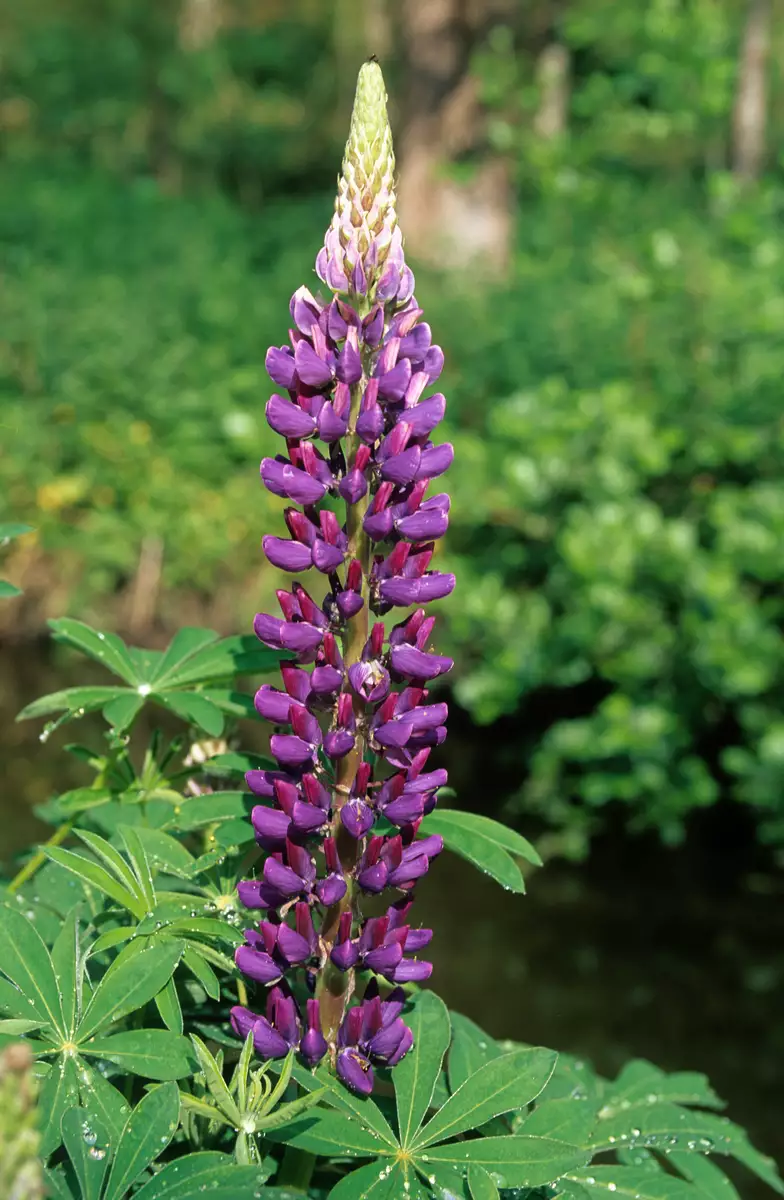 Lupinus polyphyllus - Herbaceous Plants,Perennial,Wildflowers - Big ...