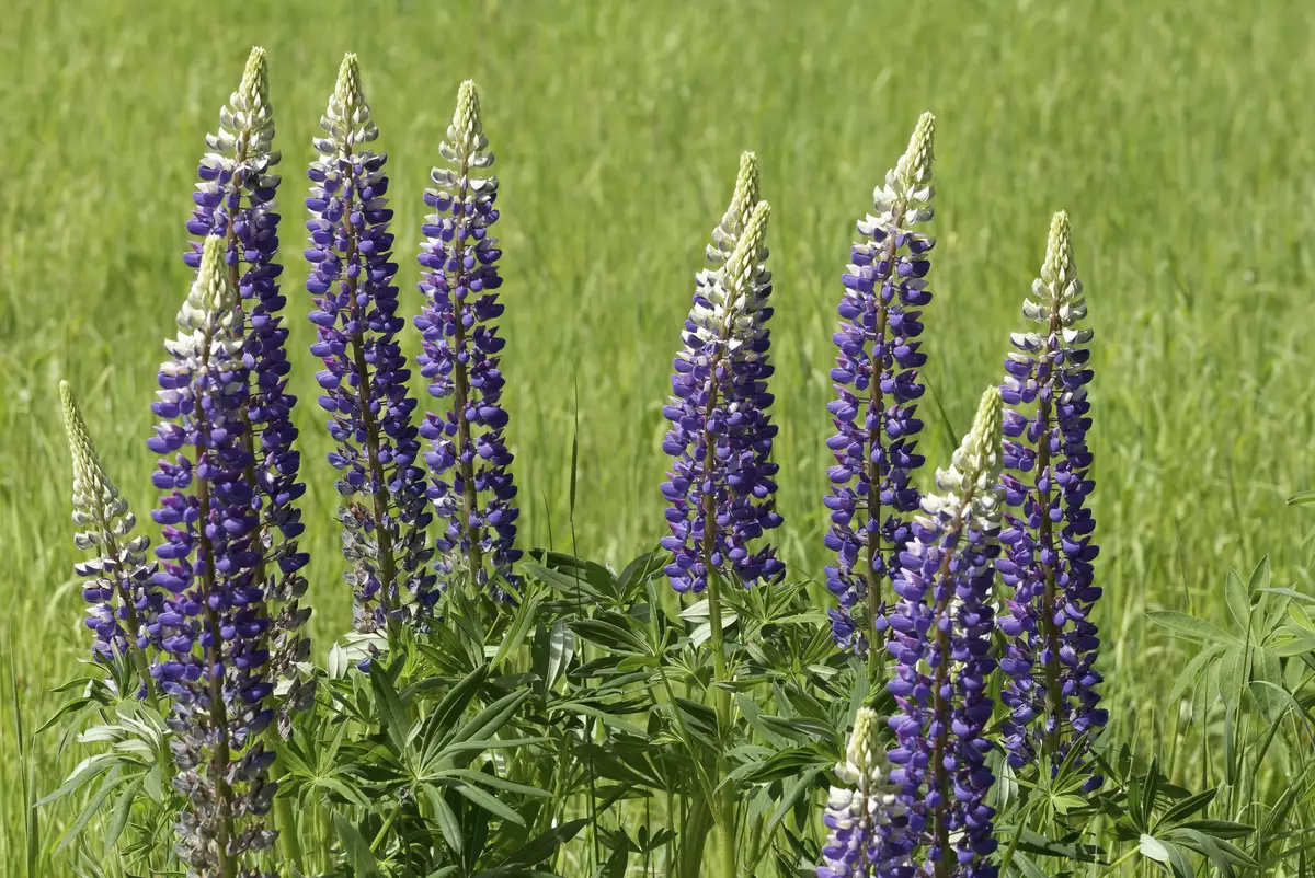 Lupinus polyphyllus - Herbaceous Plants,Perennial,Wildflowers - Big ...