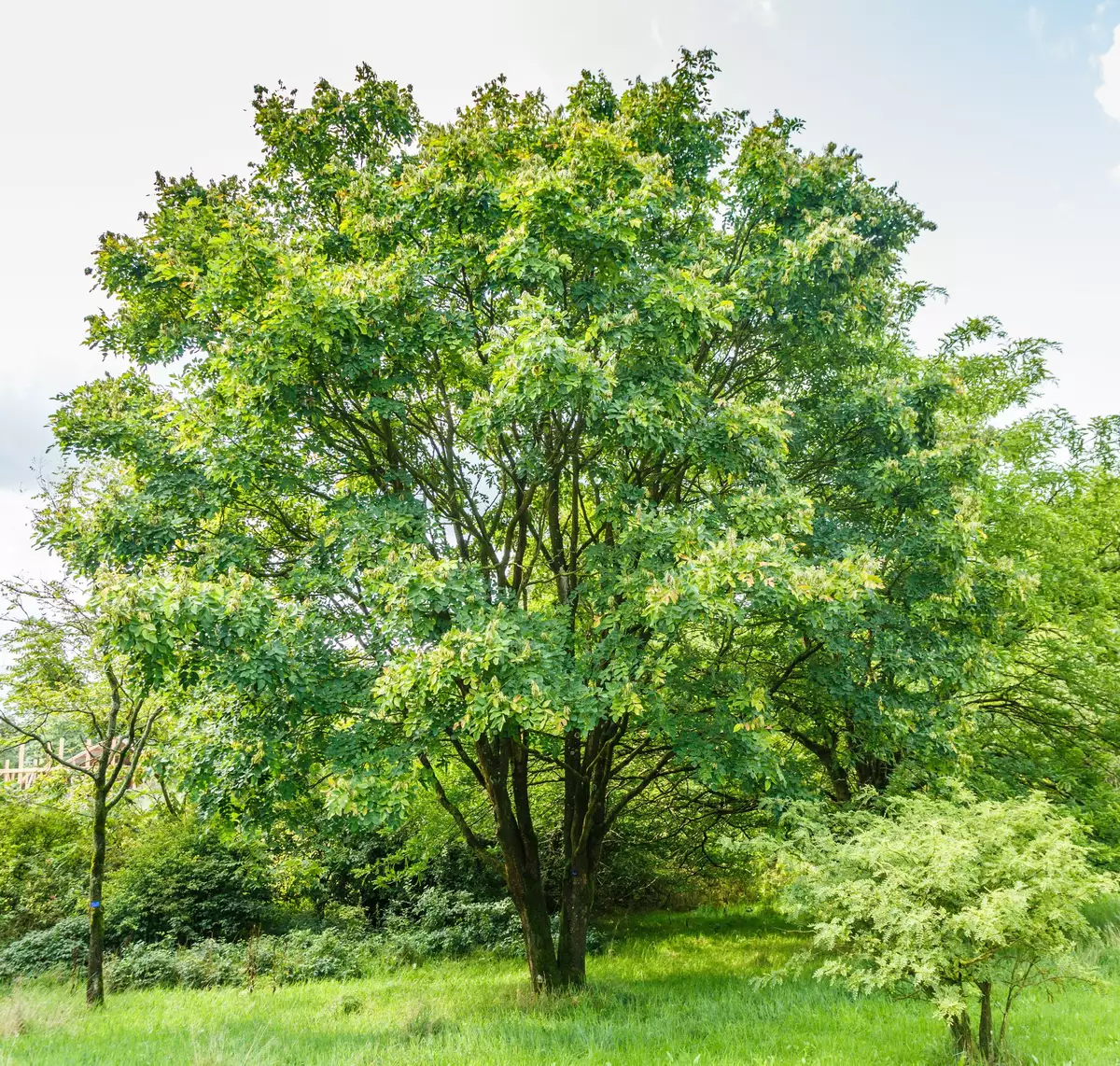 Maackia amurensis - Deciduous,Flowering Tree - Amur Maackia, Chinese ...