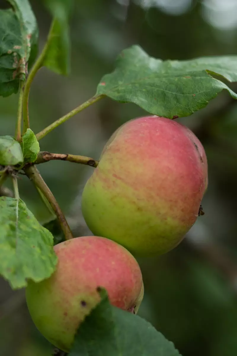 Malus pumila 'Borowinka' - Common Bonsai,Edible Fruit/Nuts,Flowering ...