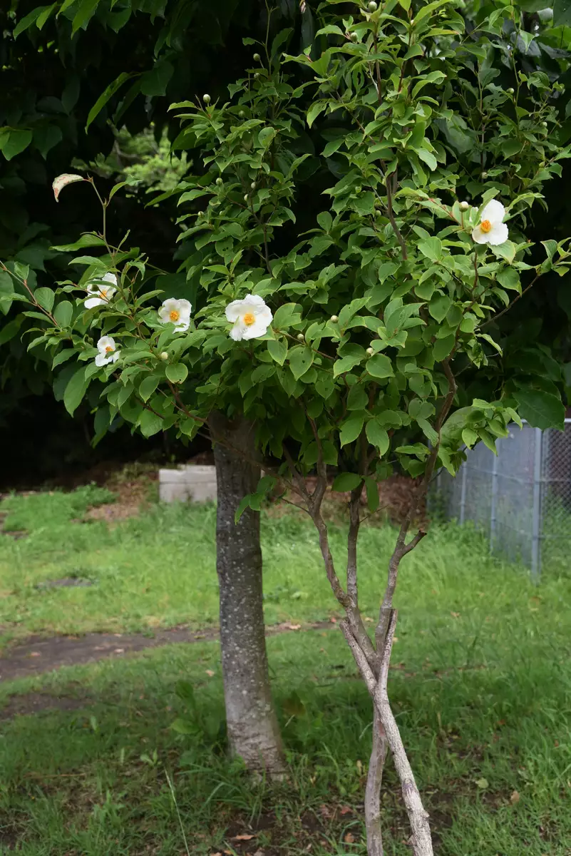 Stewartia pseudocamellia - Common Bonsai,Flowering Tree - Japanese ...