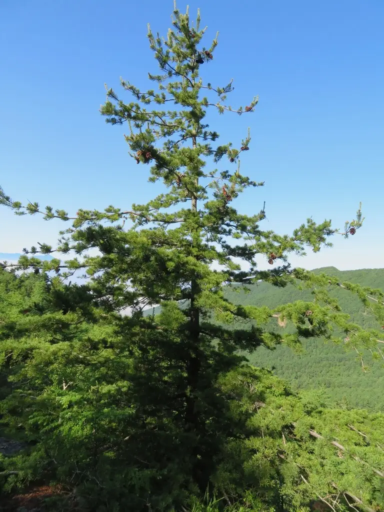 Pinus parviflora - Common Bonsai,Conifer - Five-needle Pine, Japanese ...