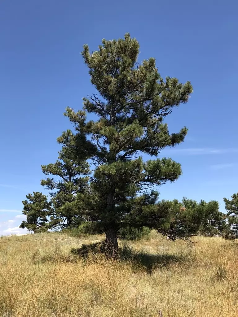 Pinus ponderosa ssp. scopulorum - Conifer - Ponderosa Pine, Rocky ...